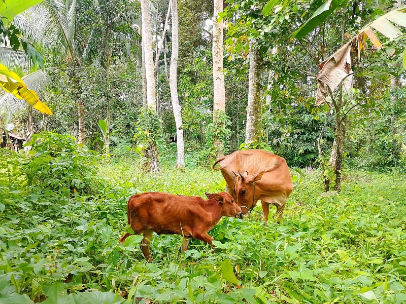The Calf and Mother Cow are Eating Grass in the Field Stock Photo ...