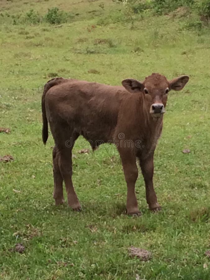 Calf stock photo. Image of pasture, farming, farm, calf - 71738570