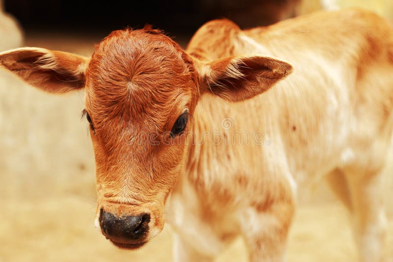 Calf stock photo. Image of baby, calf, born - 47700758