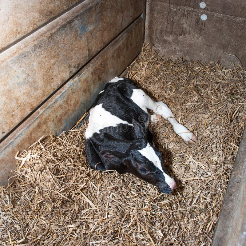 Cow New Born Calf Stock Images - Download 347 Royalty Free Photos