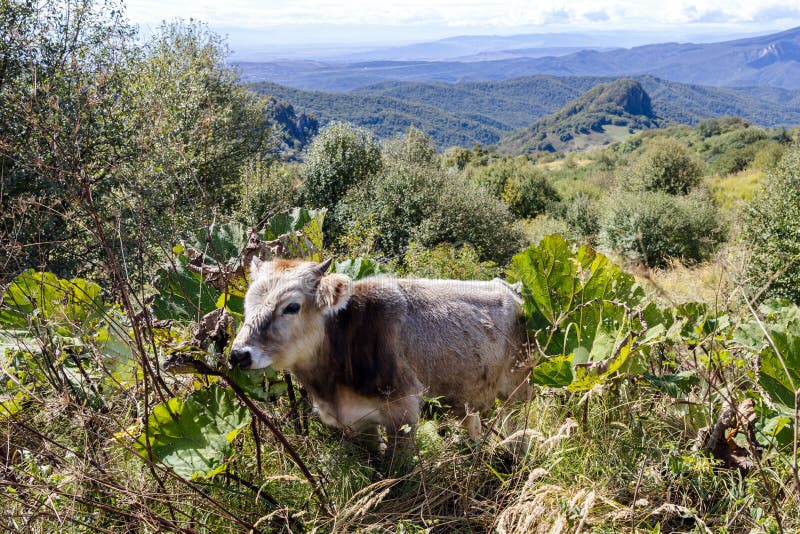 A Calf Pasturing in Thicket Grass with Mountains on Background Stock ...