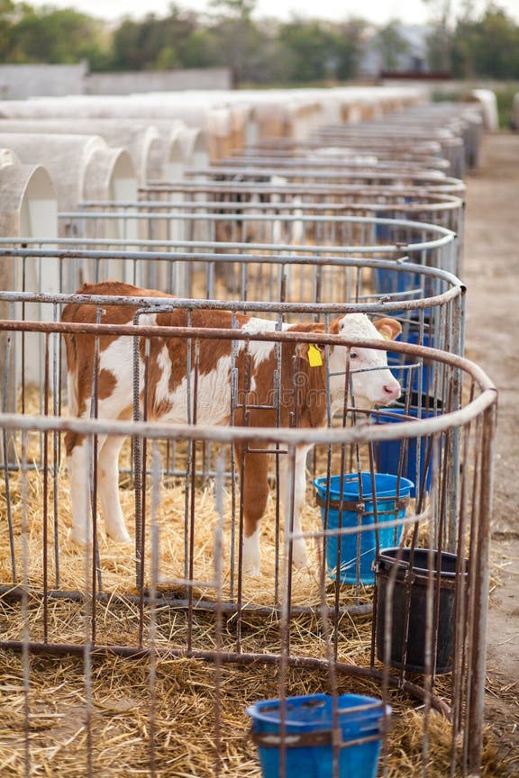 A Calf in a Pen on a Dairy Farm. Stock Image - Image of white, animal ...