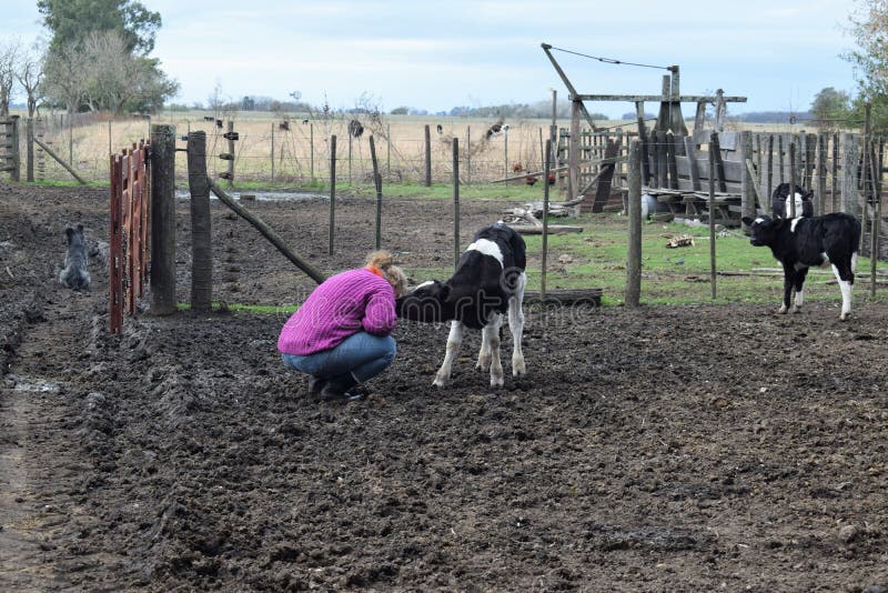 Calf Playing with Tail in Forest Glade Stock Image - Image of spring ...