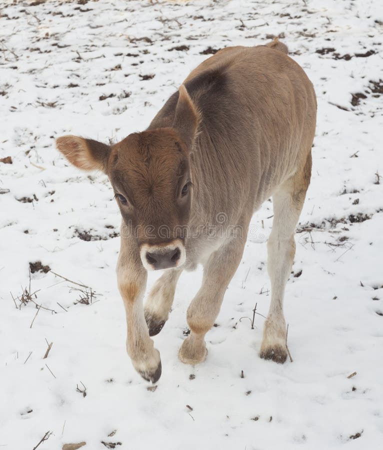 Happy Calf stock image. Image of bern, curious, rancher - 1671813
