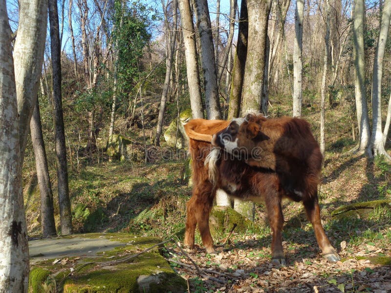 Calf Playing with Tail in Forest Glade Stock Image - Image of spring ...
