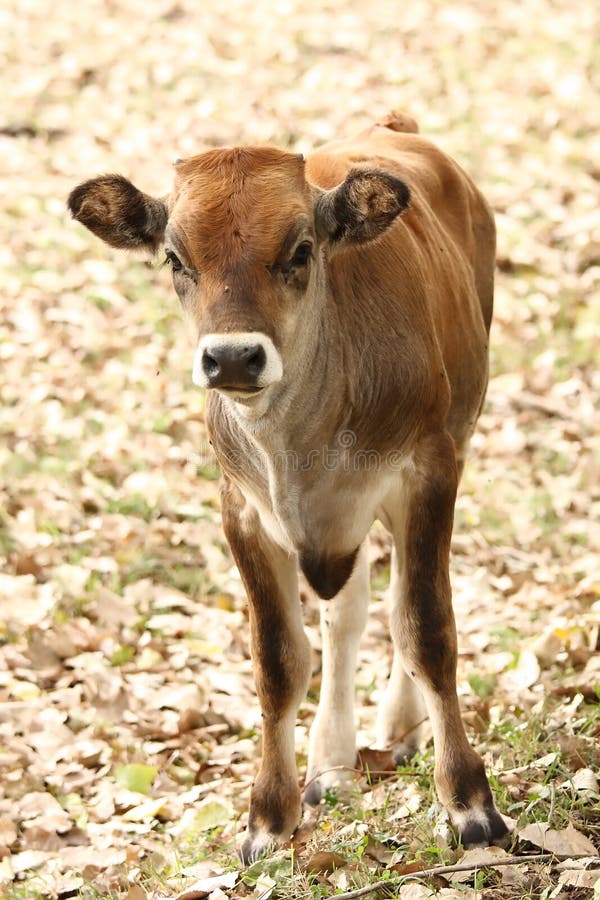 Calf portrait stock image. Image of color, farmland, agriculture - 11997713