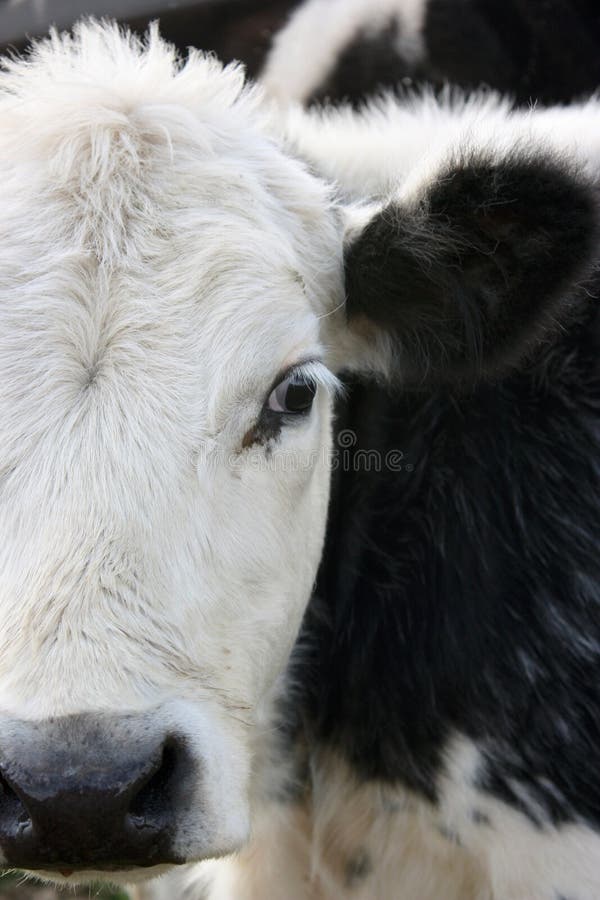 Calf Portrait stock image. Image of watchful, number, bovine - 310469
