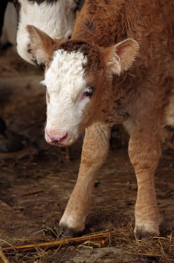 Calf portrait stock image. Image of pretty, mammals, young - 29553019