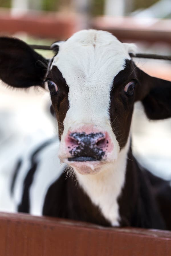 Calf Portrait, Close-up stock photo. Image of black, mammal - 76768672