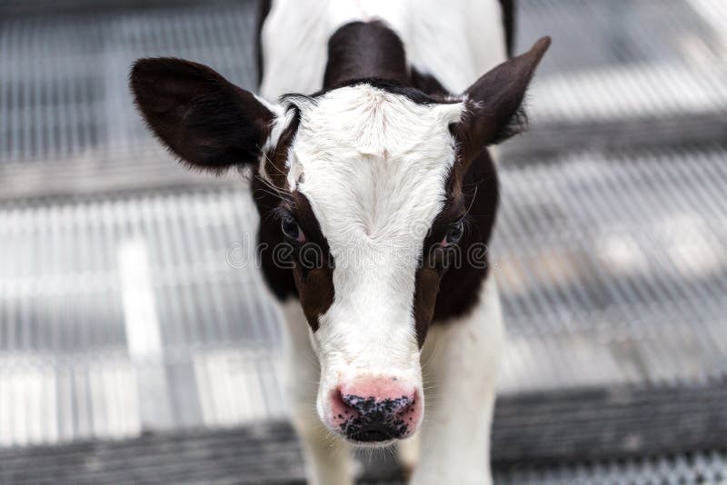 Calf Portrait, Close-up stock image. Image of calf, front - 76768683