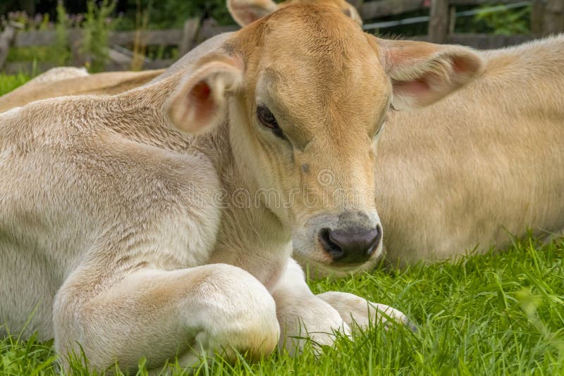 Calf portrait stock photo. Image of livestock, closeup - 230952724