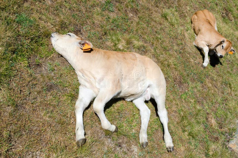 Calf at rest stock photo. Image of vegetation, grass - 27487910