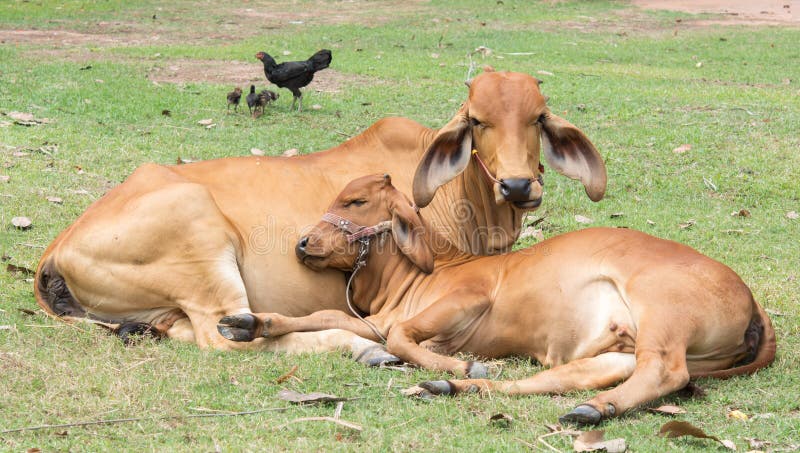 The calf, rest on the lawn stock photo. Image of natural - 146356408