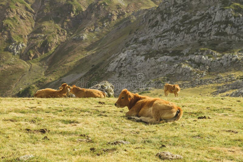 Calf resting on the grass stock image. Image of farm - 190064075
