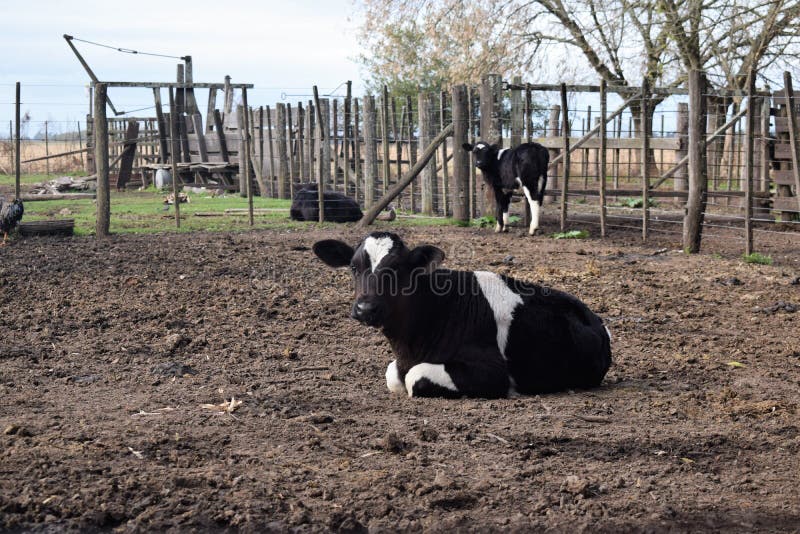 A Calf Resting and Looking at the Camera. There is Another Calf in the ...