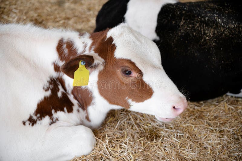 Calf Resting on Straw in a Barn during Daytime Surrounded by Farm ...