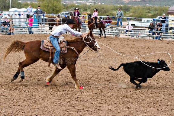 Calf roper editorial stock photo. Image of rodeo, arizona - 13265668