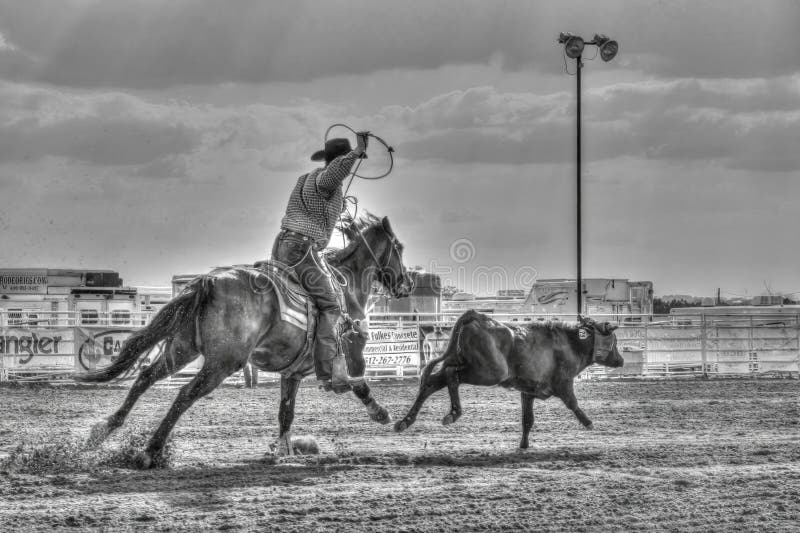 Calf Roper in Action stock photo. Image of monochrome - 270296986