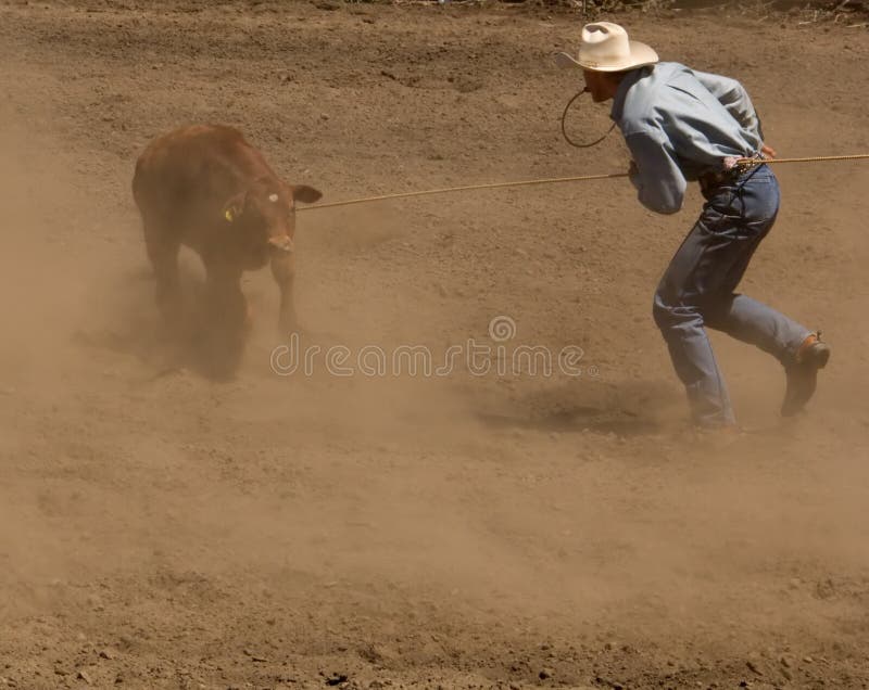 Calf Roper Gets Ready for Tie Stock Photo - Image of cowboy, steer: 903868