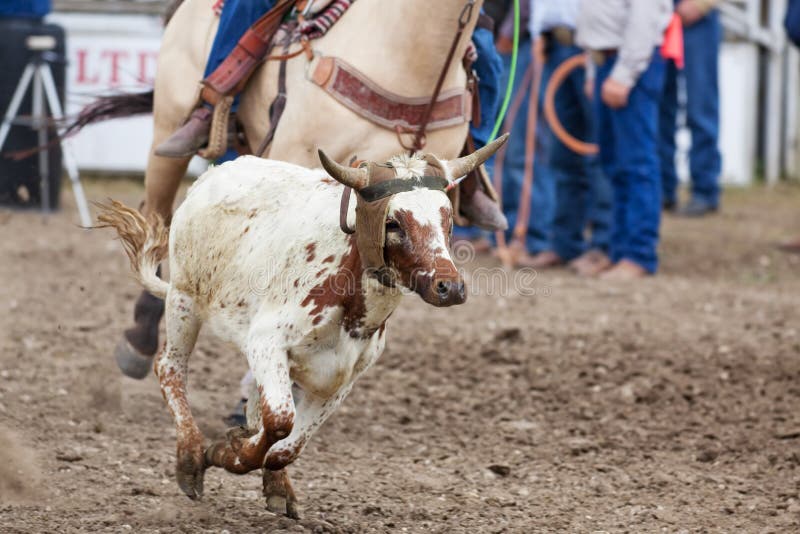 Calf Roping stock photo. Image of calf, competition, white - 15936678