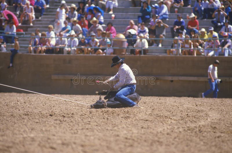 Calf Roping at a Country Fair Rodeo Editorial Photography - Image of ...
