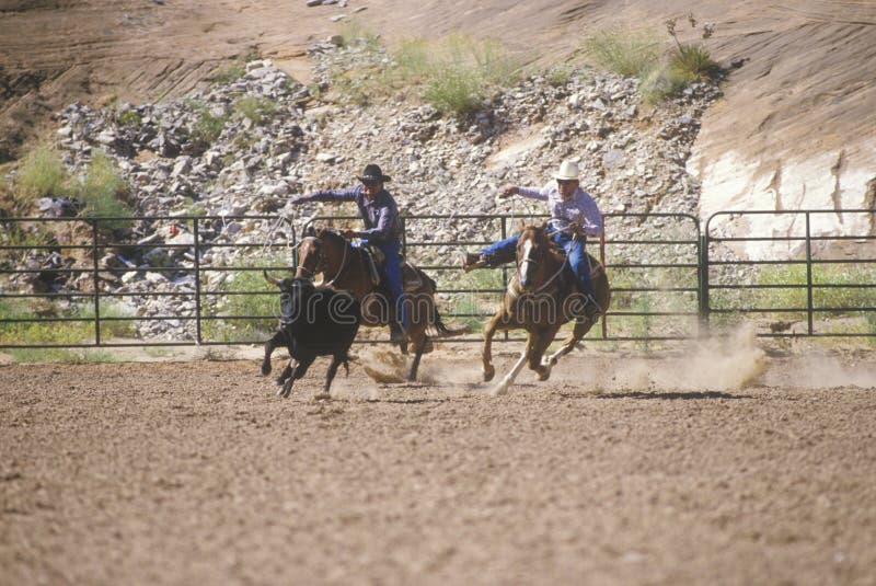 Calf in Roping Event stock image. Image of arena, close - 41078235