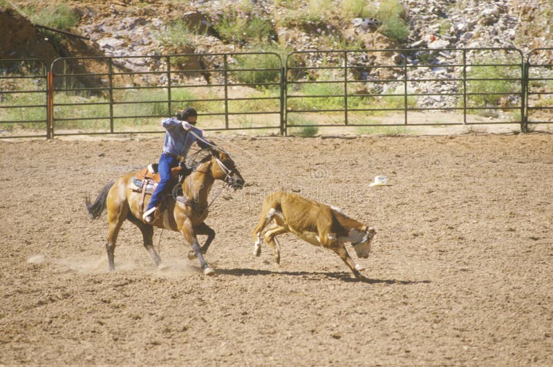 Calf Roping editorial photo. Image of brown, captured - 41078236