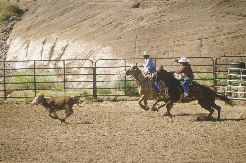 Calf in Roping Event stock image. Image of arena, close - 41078235