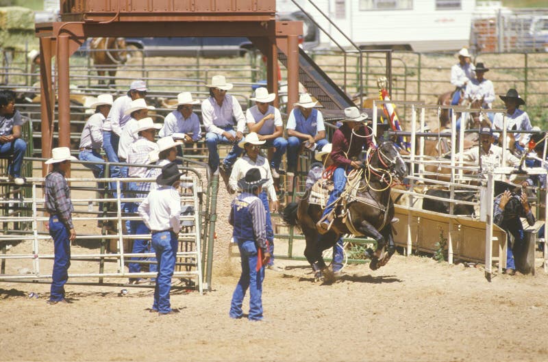 Calf roping editorial photo. Image of states, america - 26904256