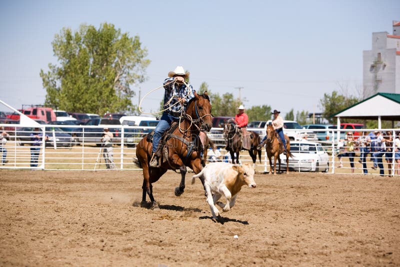 Calf in Roping Event stock image. Image of arena, close - 41078235