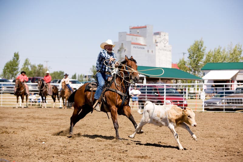Calf Roping editorial stock photo. Image of roping, gallop - 4258293