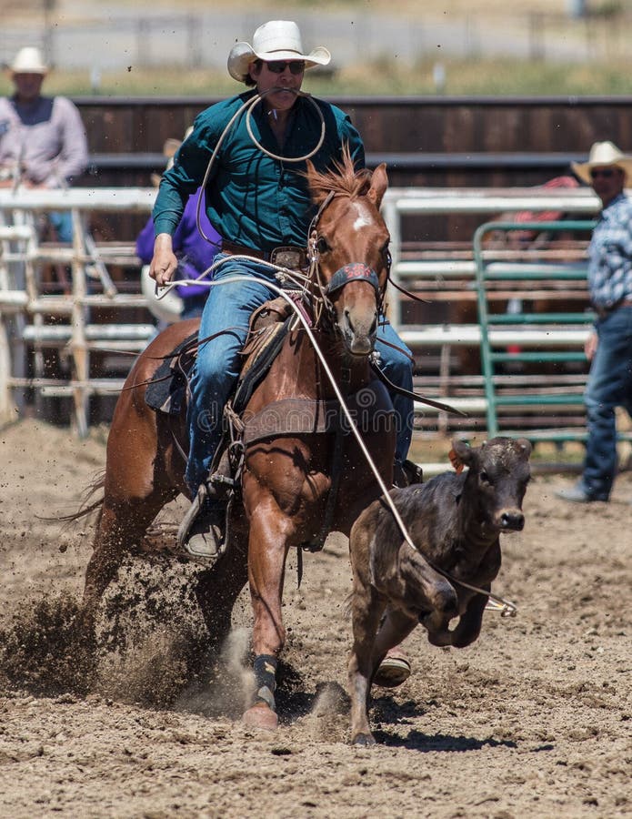 Calf Roping editorial photography. Image of chases, danger - 93191147