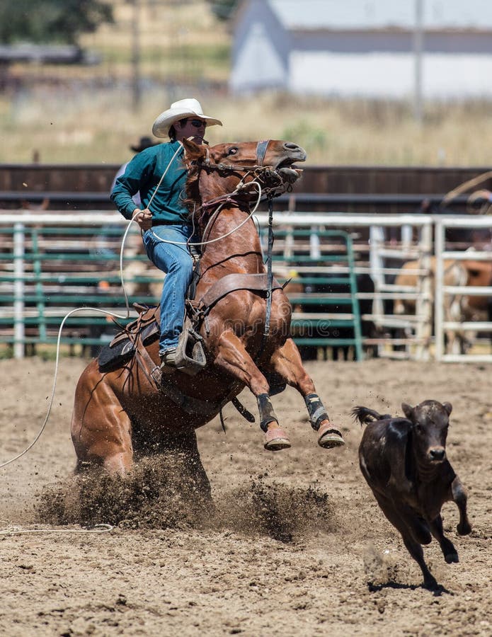Calf Roping editorial stock image. Image of arena, dangerous - 93191149