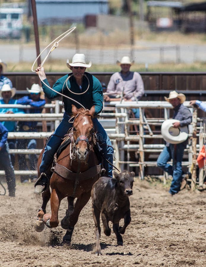 Calf Roping editorial photo. Image of calf, kicker, california - 93191136