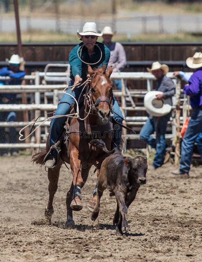 Calf Roping editorial stock image. Image of lariat, cotton - 93191144