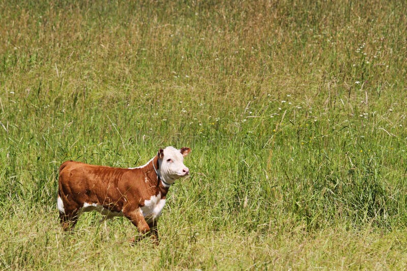 Calf running in a field stock image. Image of mammal - 20465707
