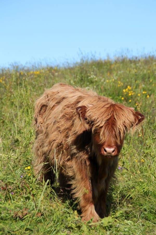 Calf of a Scottish Cow in Lofoten Stock Image - Image of background ...