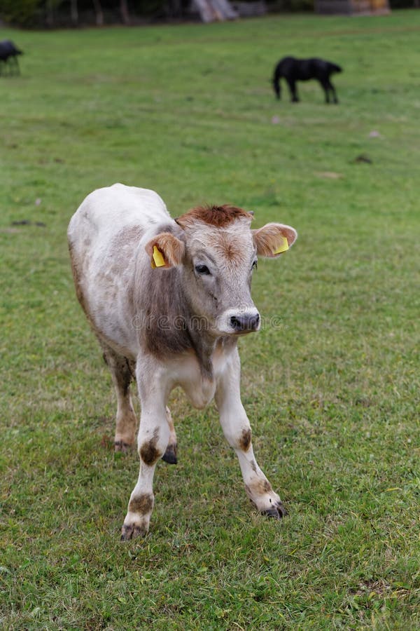 Calf stock image. Image of farm, cattle, countryside - 61923205