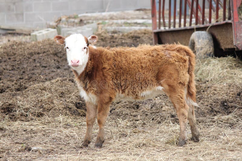 Calf in Small Paddock stock photo. Image of beef, head - 43110156