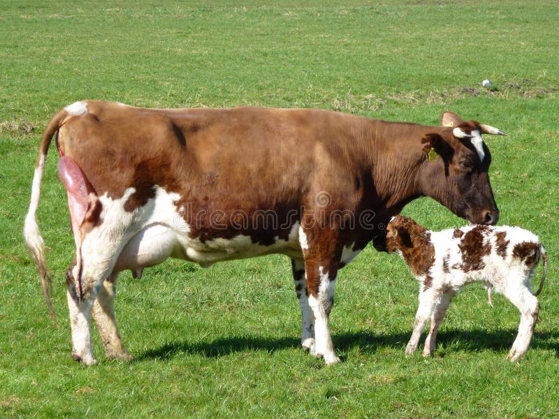 A calf in spring stock image. Image of livestock, mammal - 28030107