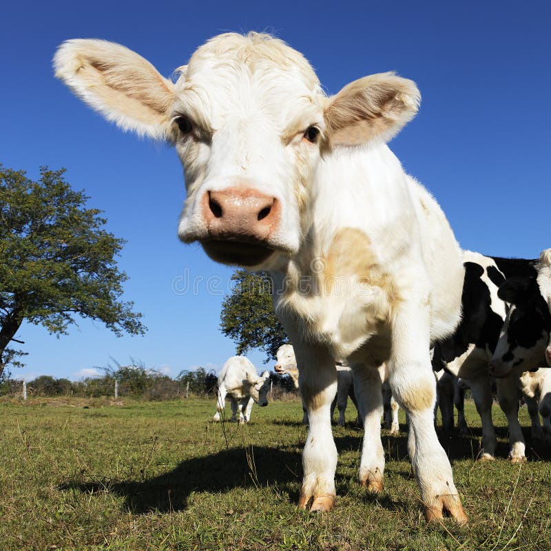 Cow, Funny Fisheye Nose Close Up Stock Photo - Image of face, funny ... Cow, Funny Fisheye Nose Close Up Stock Photo - Image of face, funny ...