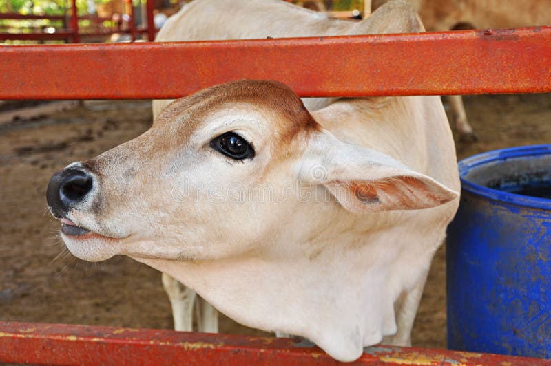 A calf in the stall stock photo. Image of bull, asia - 37217604