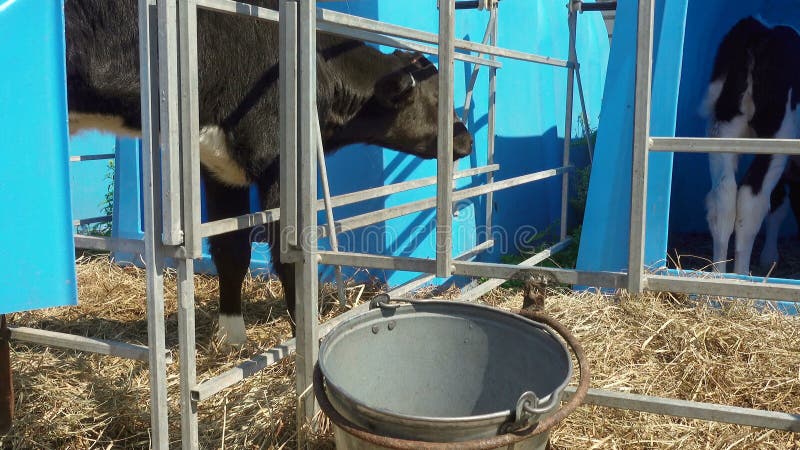 Calf in the Stall - Real Life in Collective Farm Stock Video - Video of ...