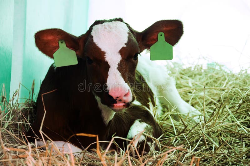 The Sight of a Calf with Tag in Ear Stock Image - Image of stall, sight ...