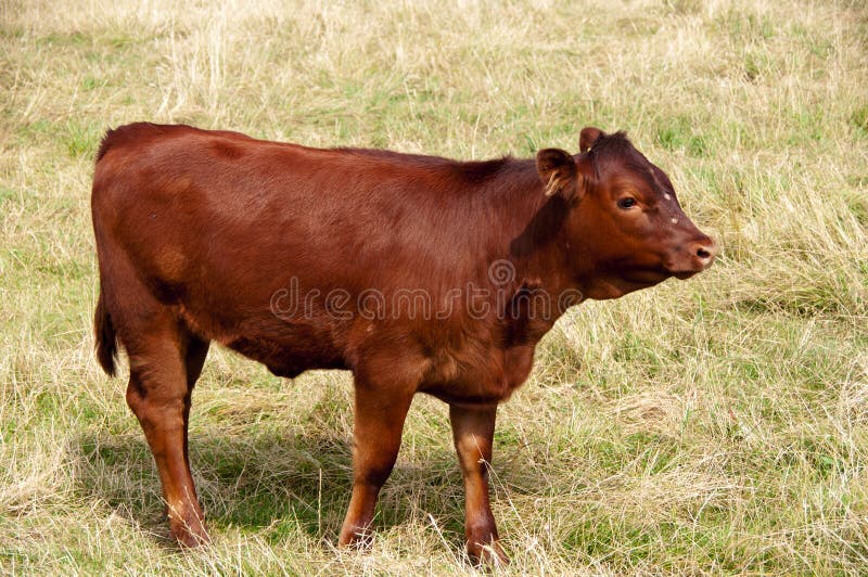 Calf standing stock photo. Image of calf, baby, grass - 26699942