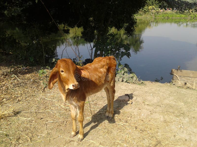 Calf and shadow stock image. Image of pond, calf, water - 86374791