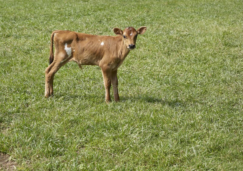 Yearling Calf stock image. Image of animal, livestock - 11613945