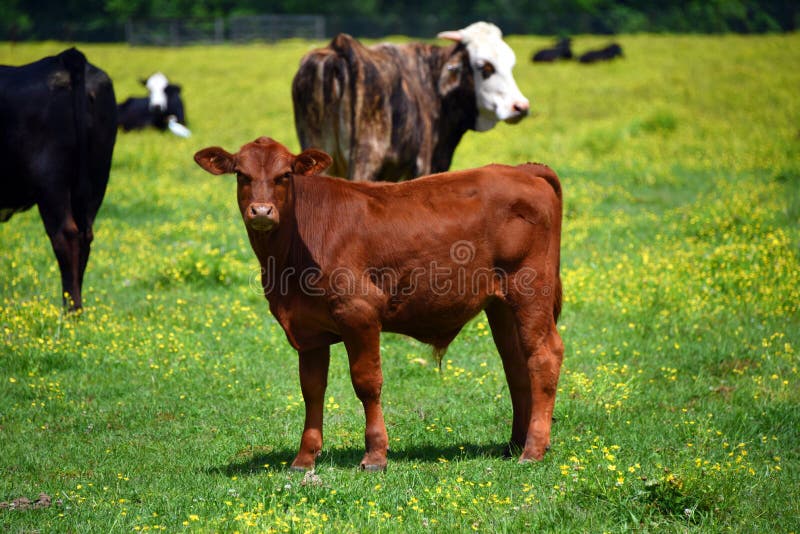 Calf Stands among Cattle in Field Stock Photo - Image of meadow, small ...
