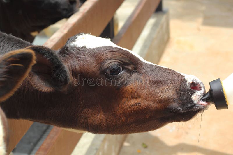 Calf Sucking a Milk Small Bottle. Stock Photo - Image of pasture, ranch ...