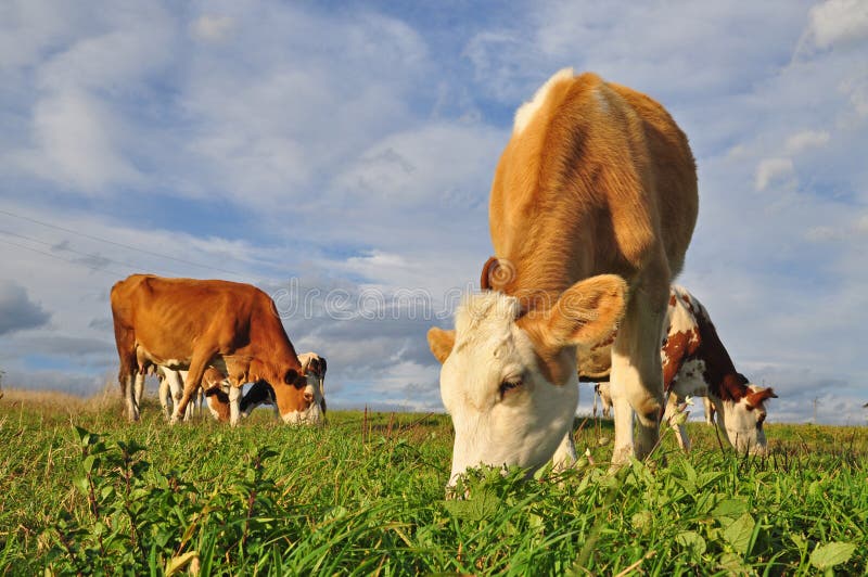The Calf on a Summer Pasture. Stock Photo - Image of nature, landscape ...